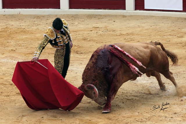 NOVILLEROS | Torosnoticiasmurcia