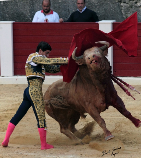 NOVILLEROS | Torosnoticiasmurcia